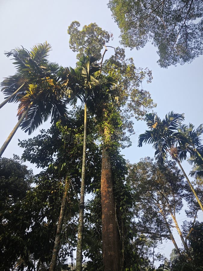 Large Old Tree Snap Under it after the Sun Rise. Stock Image - Image of ...