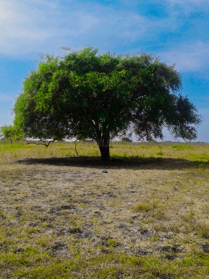 A Large Old Tree Standing Alone in a Meadow at Noon with a Clear Sky ...