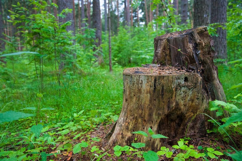 Large Old Tree Stump in Summer Forest Stock Image - Image of natural ...