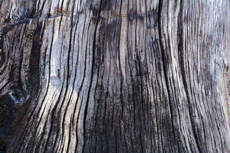 Large Old Tree Stump Texture with Burn Marks Stock Photo - Image of ...