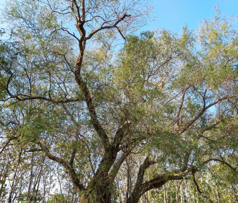 A Large Old Tree that Towers High and Has Thick Leaves Stock Image ...