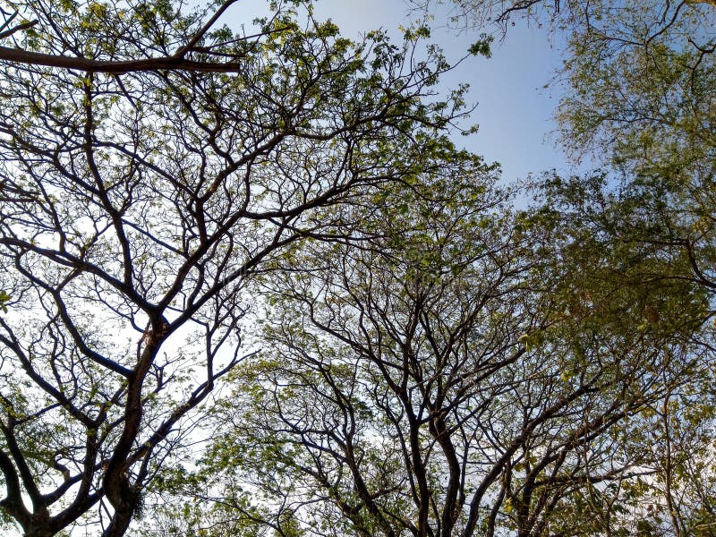 A Large Old Tree that Towers High and Has Thick Leaves Stock Image ...