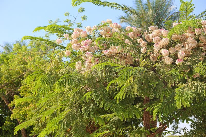Tropical tree stock photo. Image of light, giant, redwood - 105101534