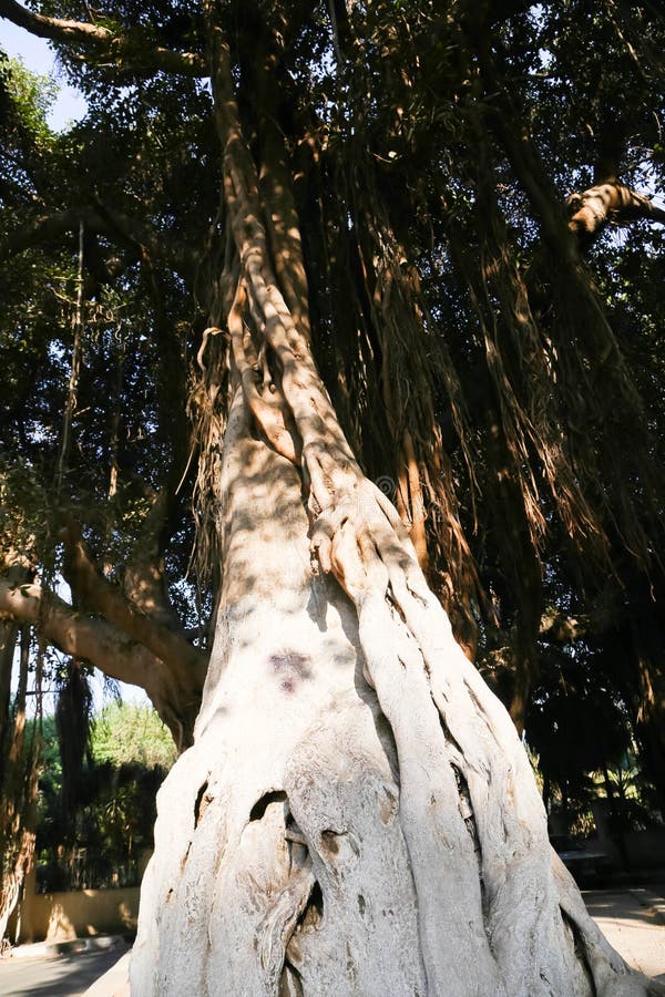 Tropical tree stock photo. Image of maker, large, sequoia - 98577376