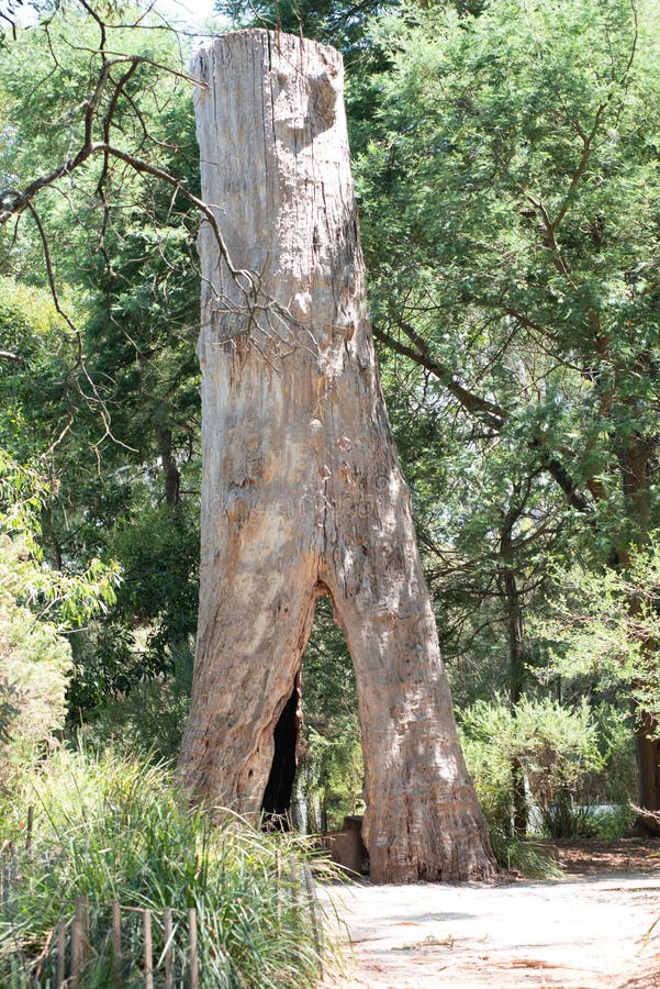 Large Tree Trunk with Opening Stock Image - Image of explorer, trunk ...