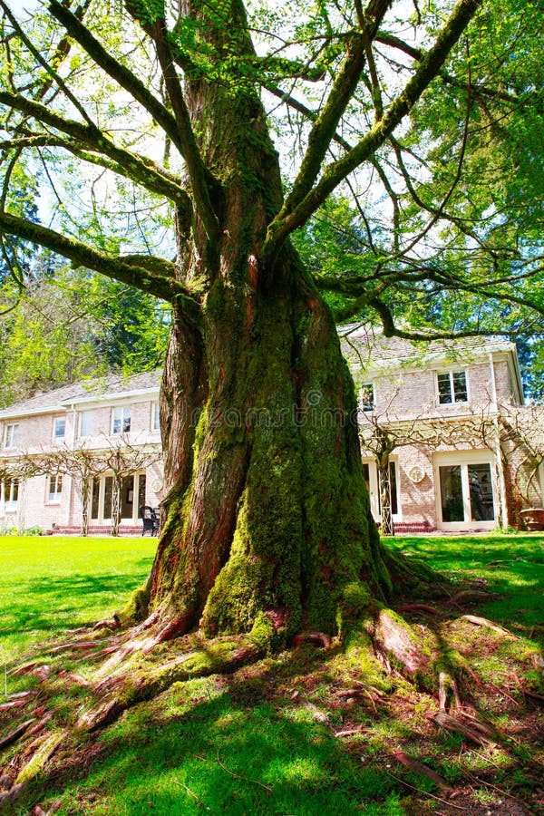 Large and Old Tree with Twisting Roots in Lakewood, WA Stock Photo ...