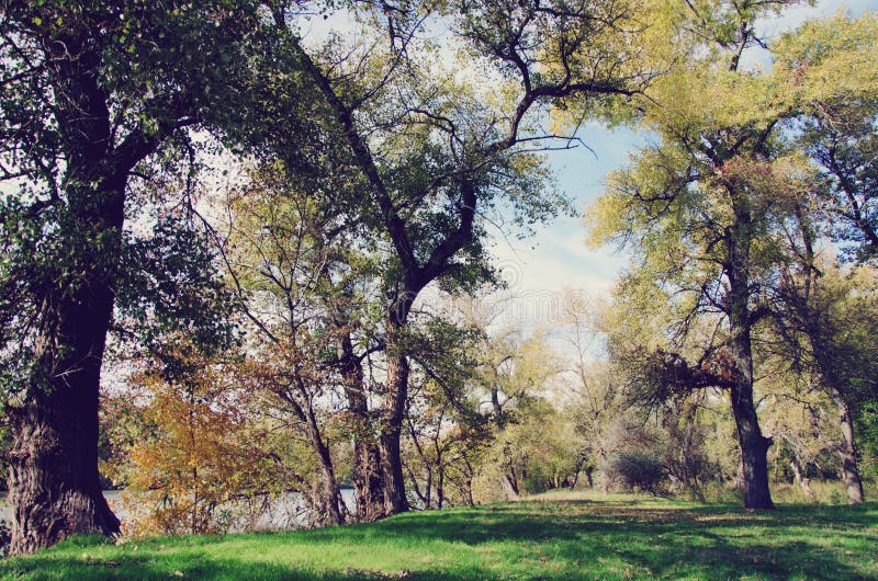 Large Old Trees on the Edge of the Forest Near the River Stock Image ...