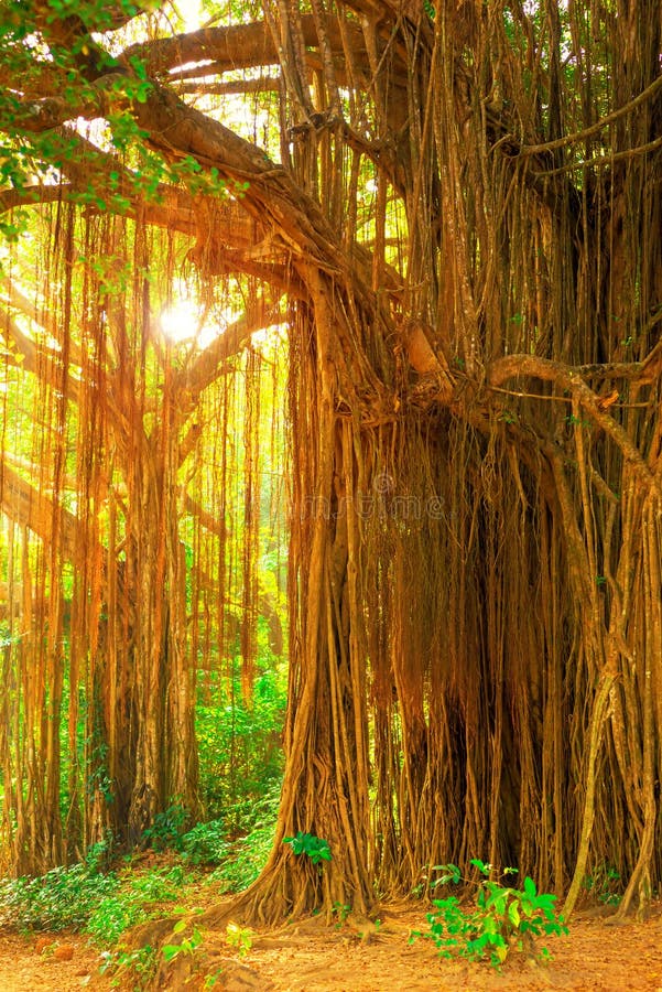Large Old Trees Overgrown with Lianas. Stock Image - Image of plants ...