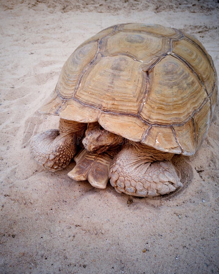 A Large Old Turtle Sleeps on the Sand on a Hot Day, Hiding Its Head in ...