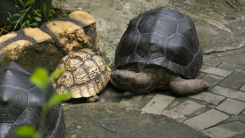 Large and Old Turtles with Very Strong Shells Stock Image - Image of ...