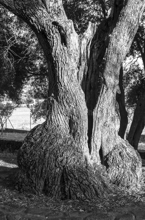 1,245 Large Olive Tree Plant Stock Photos - Free & Royalty-Free Stock ...