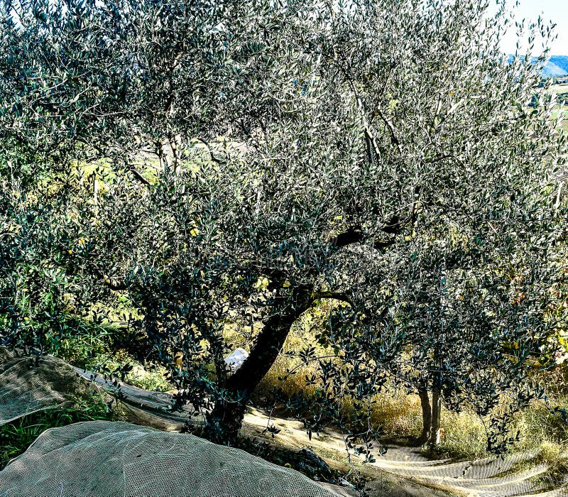 A Large Olive Tree is in the Foreground of a Rocky Hillside Stock Photo ...