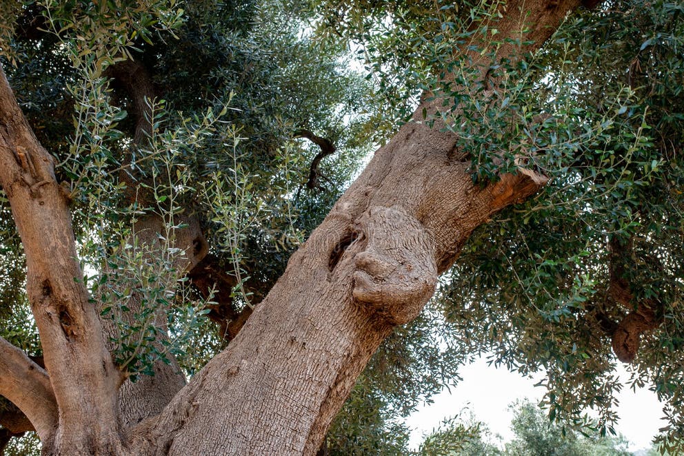 Large Olive Tree with Knotty and Twisted Branches Stock Photo - Image ...