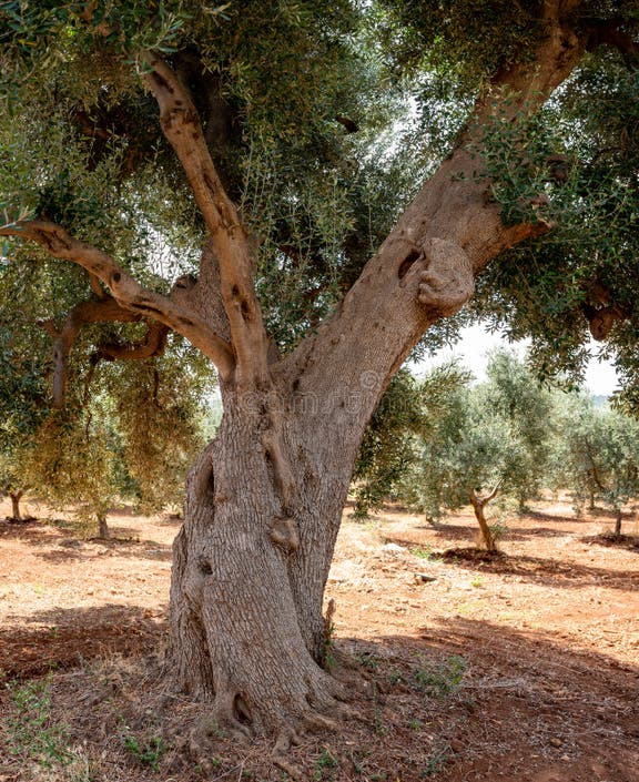Large Olive Tree with Knotty and Twisted Branches Stock Photo - Image ...