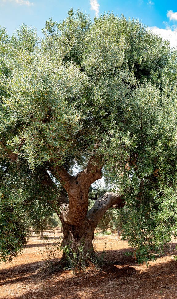 Large Olive Tree with Knotty and Twisted Branches Stock Image - Image ...