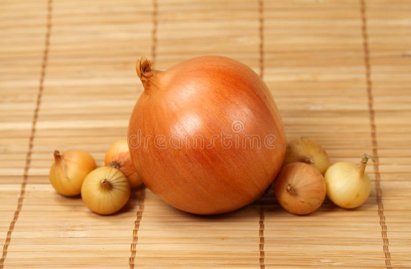 Large onion stock image. Image of nature, edible, variety - 11680061