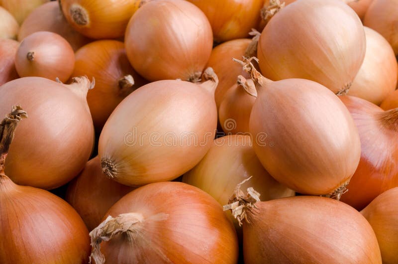 One Large Big Red Onion Looking at You Stock Image - Image of layers ...