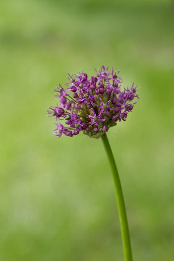 Large onion flower stock photo. Image of head, garden - 72192296