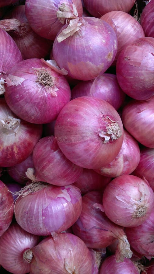 Large onion on the market stock image. Image of plant - 69754673
