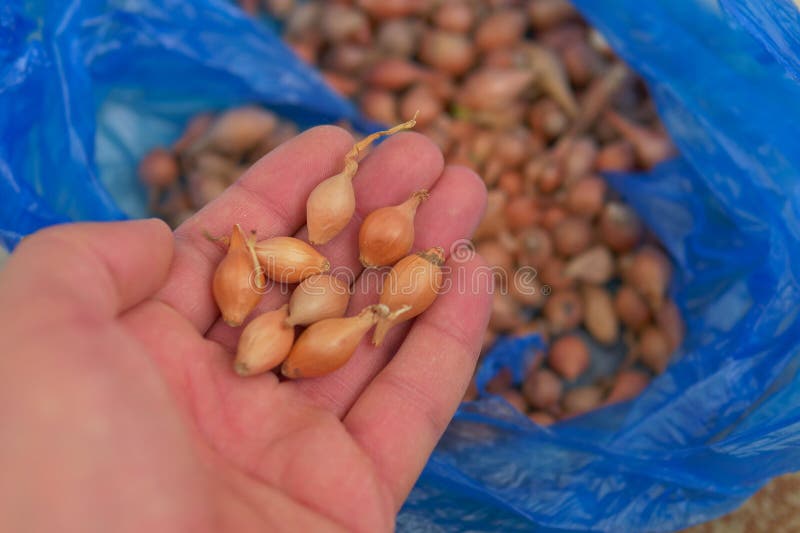 Large Onion Seeds, Scallion Onions, Seed Onions, Shallots, Onion Seeds ...