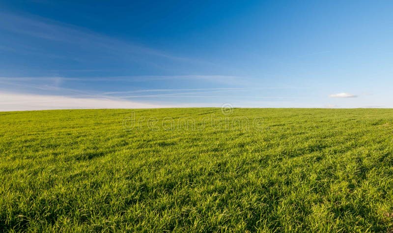 A Large, Open Field of Grass with a Clear Blue Sky Above Stock Photo ...
