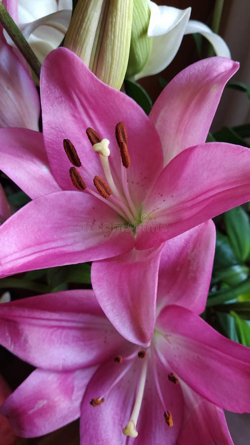 Large open pink lilies stock photo. Image of flowers - 185805424