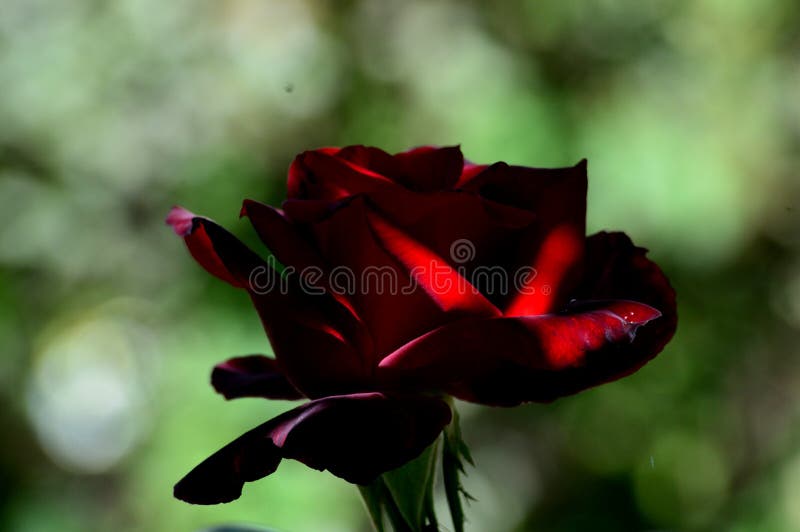 Large open red rose stock photo. Image of rose, love - 259853360