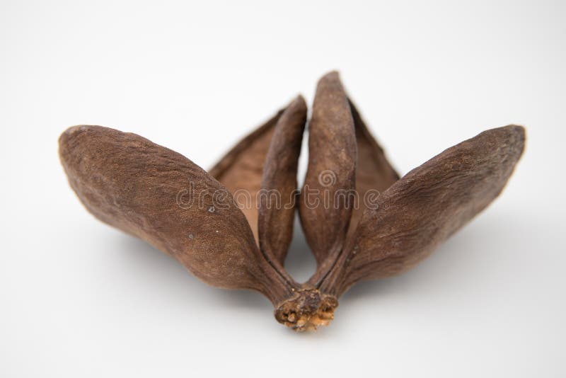 Large Open Seed of a Tropical Tree Stock Photo - Image of open, large ...