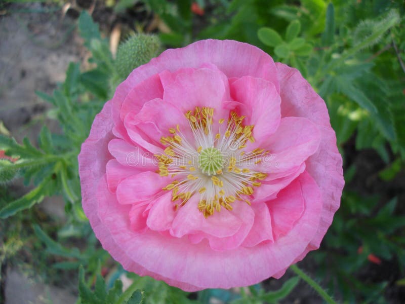 Large Openwork Red Poppy in the Garden Stock Photo - Image of color ...