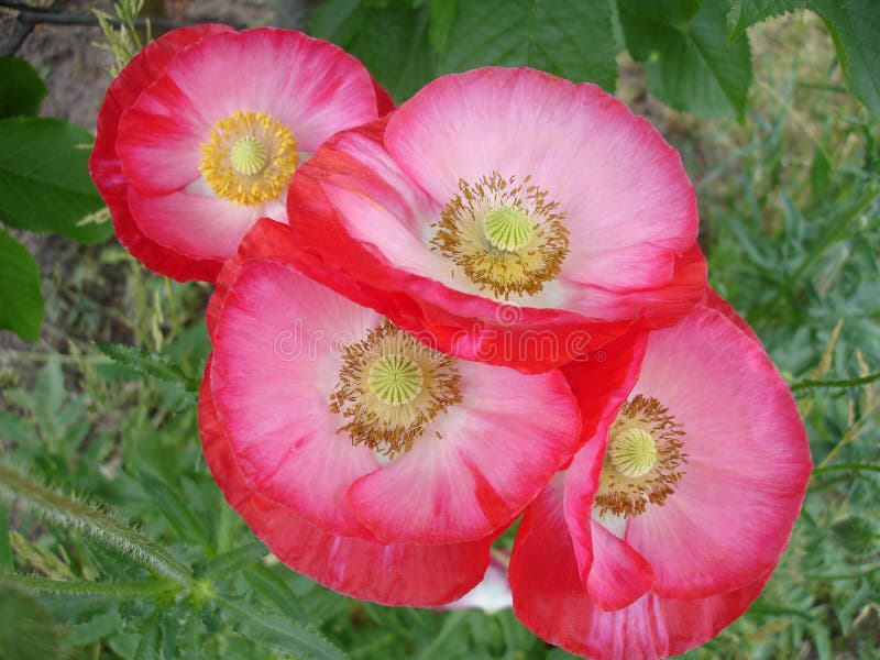 Large Openwork Red Poppy in the Garden Stock Image - Image of hood ...