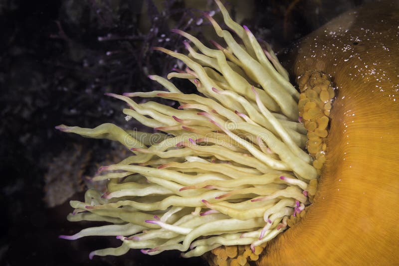 Large Orange Anemone Underwater with Long Tentacles Stock Photo - Image ...