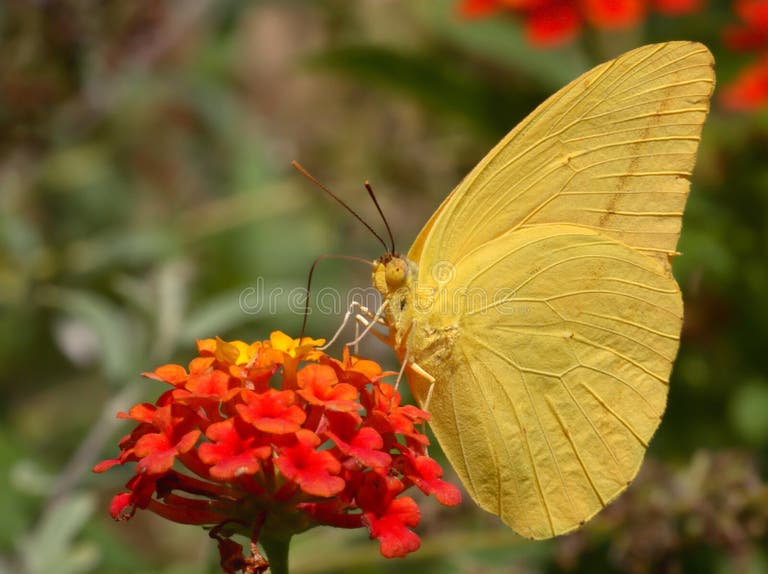 Large Orange-barred Sulphur Stock Photo - Image of wings, agarithe: 3333444