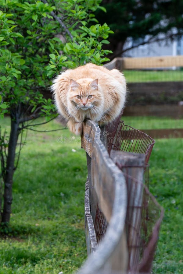 Large Orange Cat Balancing on a Fence Stock Image - Image of balance ...