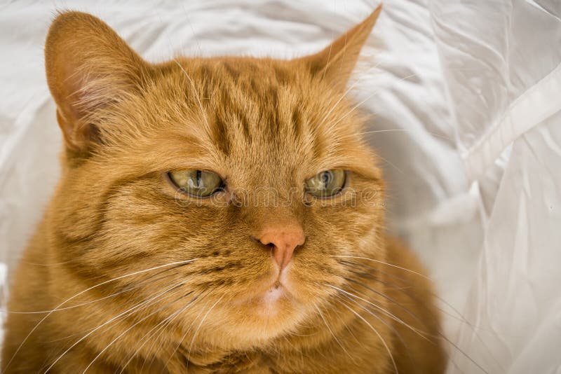 Large Orange Cat Sitting at the Widow, with Its Ears Turned Back ...