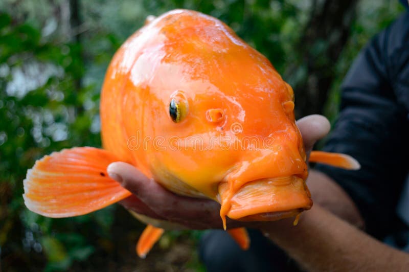 Large Orange Colored Carp in Hands of Person Stock Image - Image of ...