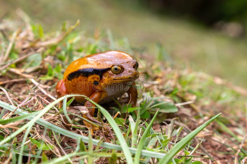A Large Orange Frog is Sitting in the Grass Stock Image - Image of ...