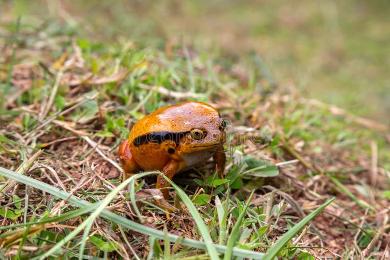 A Large Orange Frog is Sitting in the Grass Stock Photo - Image of life ...