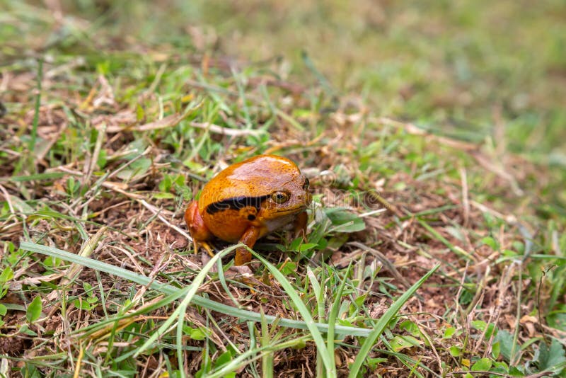A Large Orange Frog is Sitting in the Grass Stock Photo - Image of ...