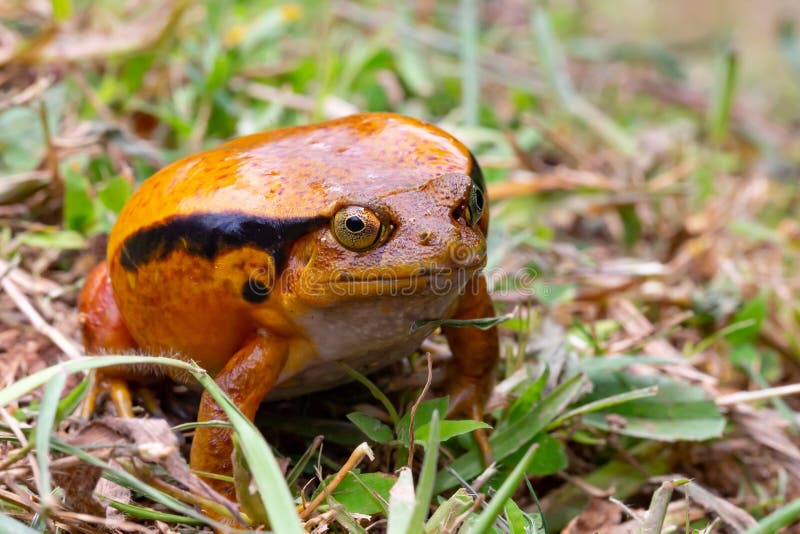 A Large Orange Frog is Sitting in the Grass Stock Photo - Image of ...