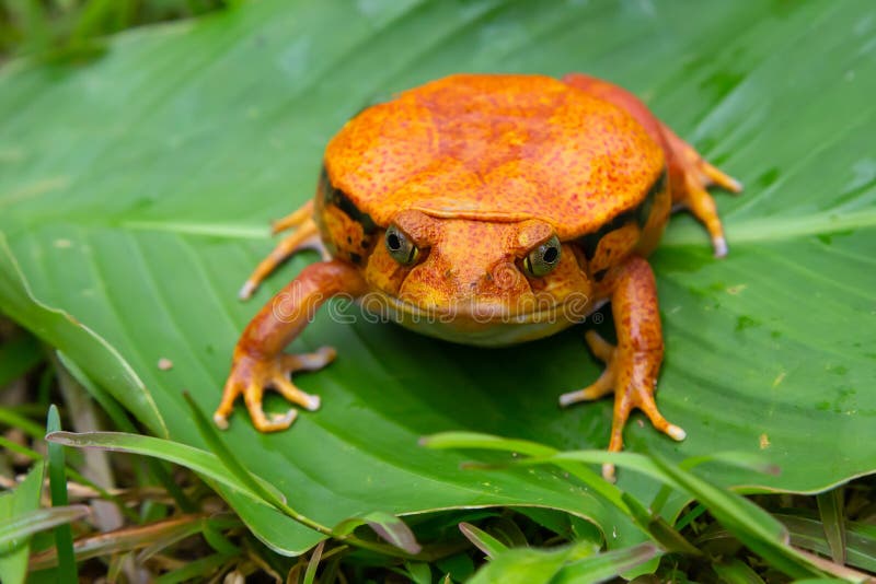 A Large Orange Frog is Sitting on a Green Leaf Stock Image - Image of ...