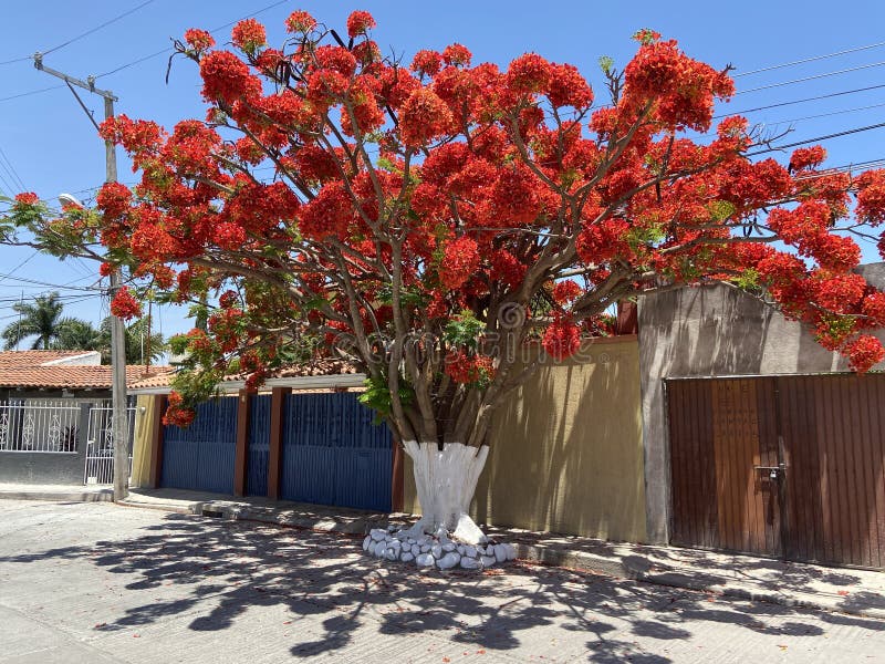 Red Jacaranda