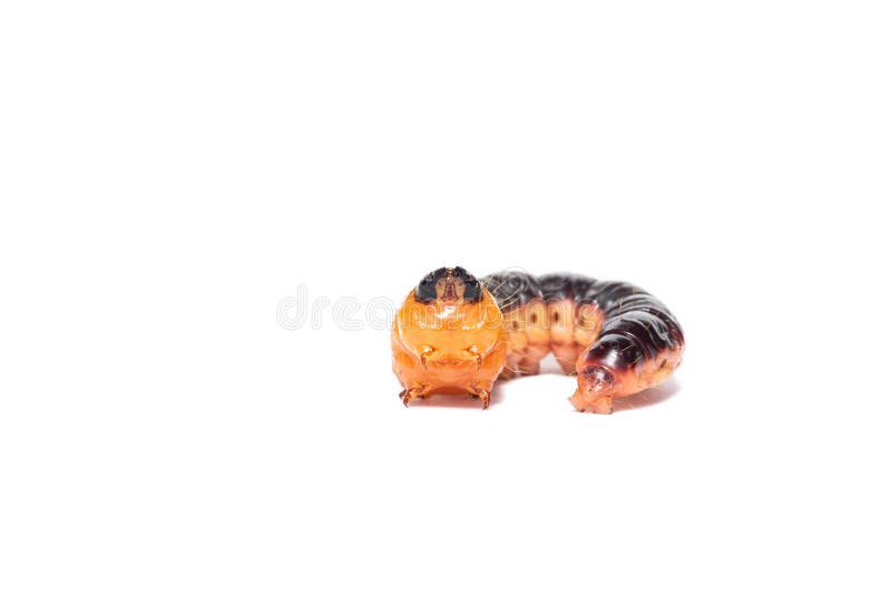 A Large Orange Larva of a Goat Moth Cossus Cossus Stock Image - Image ...
