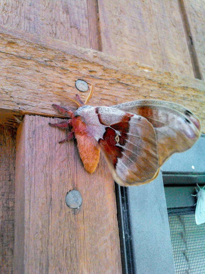Large Orange Maroon and White Moth Stock Photo - Image of large ...
