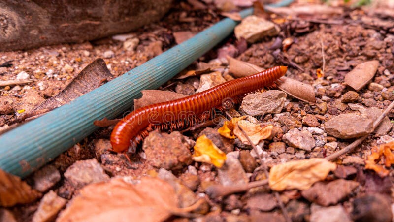 A Large Orange Millipede is Walking No.9 Stock Photo - Image of close ...