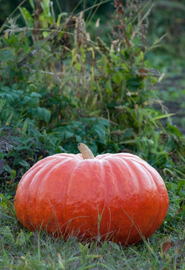 Large, Orange Pumpkin in the Garden Stock Image - Image of orange, food ...