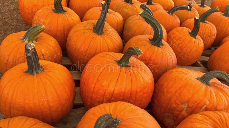 Large Orange Pumpkins at Farmers Market at Pumpkin Patch Stock Video ...