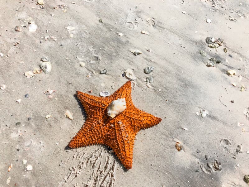 Large Orange Sea Star on the Sand Stock Image - Image of natural ...