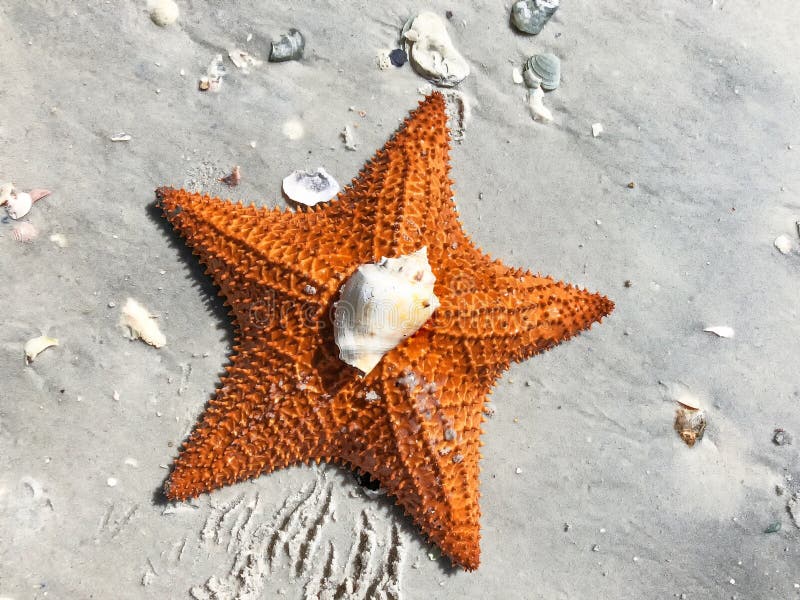 Large Orange Sea Star on the Sand Stock Photo - Image of shore, orange ...