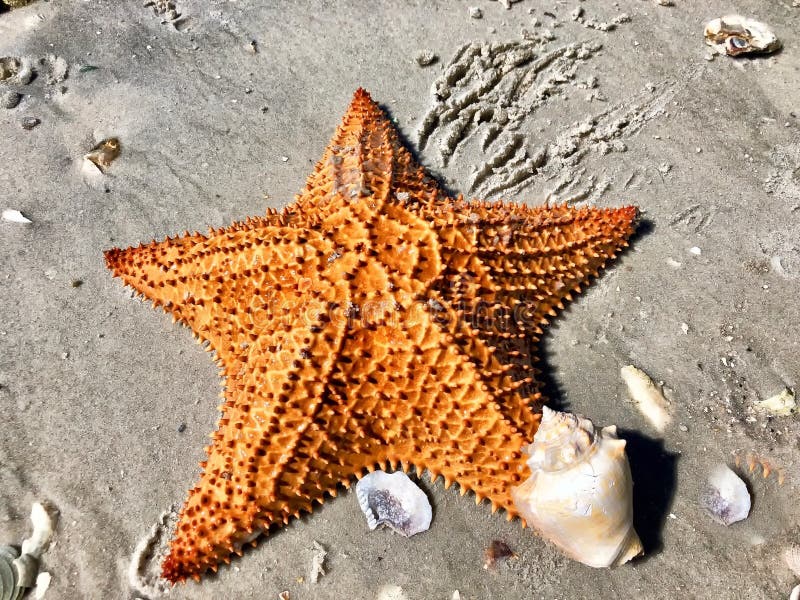 Large Orange Sea Star & X28;starfish& X29; on the Sand Stock Image ...