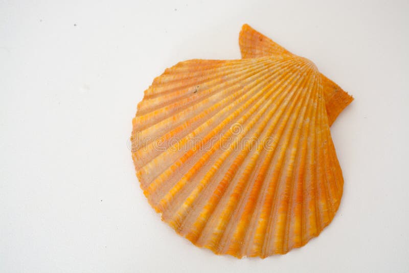 Large orange seashell stock photo. Image of coral, pearl - 76029496